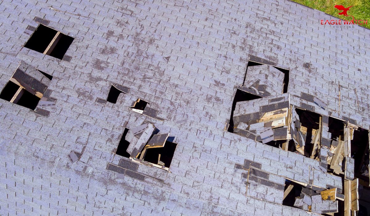 How Pests Can Ruin Your Roof - Eagle Watch Roofing